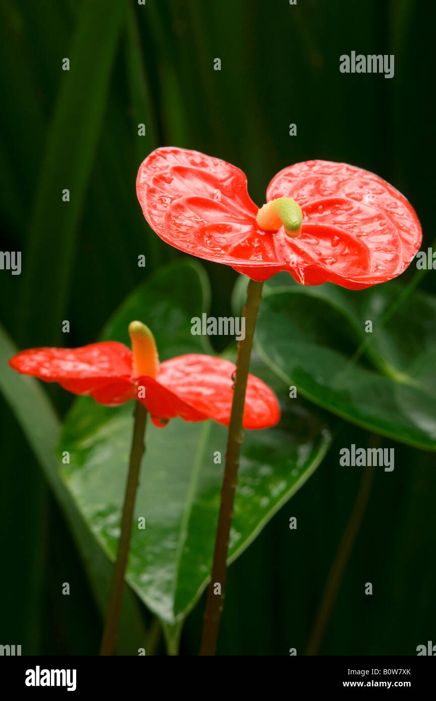 Anthurium (Anthurium andreanum Stock Photo - Alamy