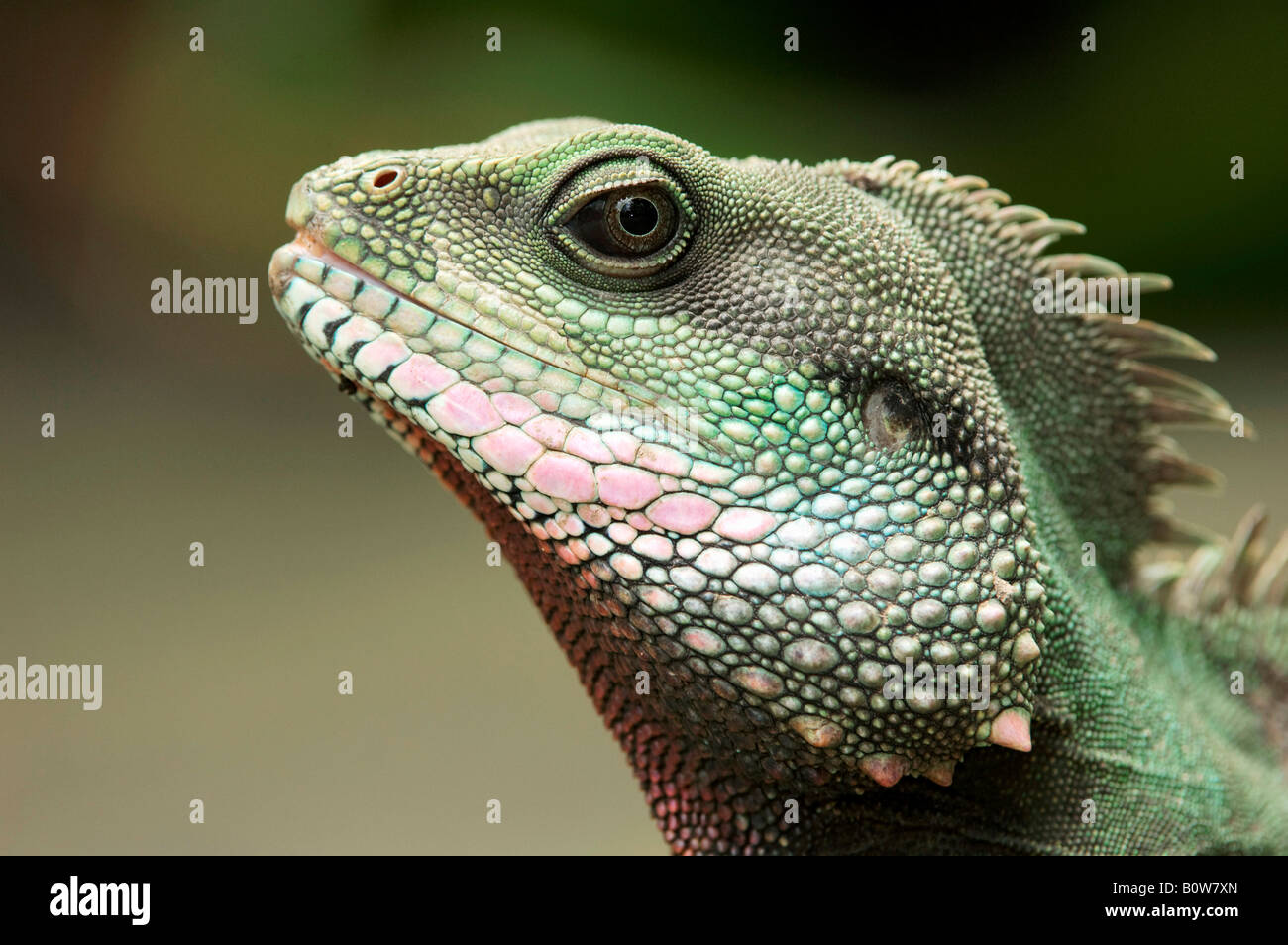 Green Water Dragon (Physignathus cocincinus Stock Photo - Alamy