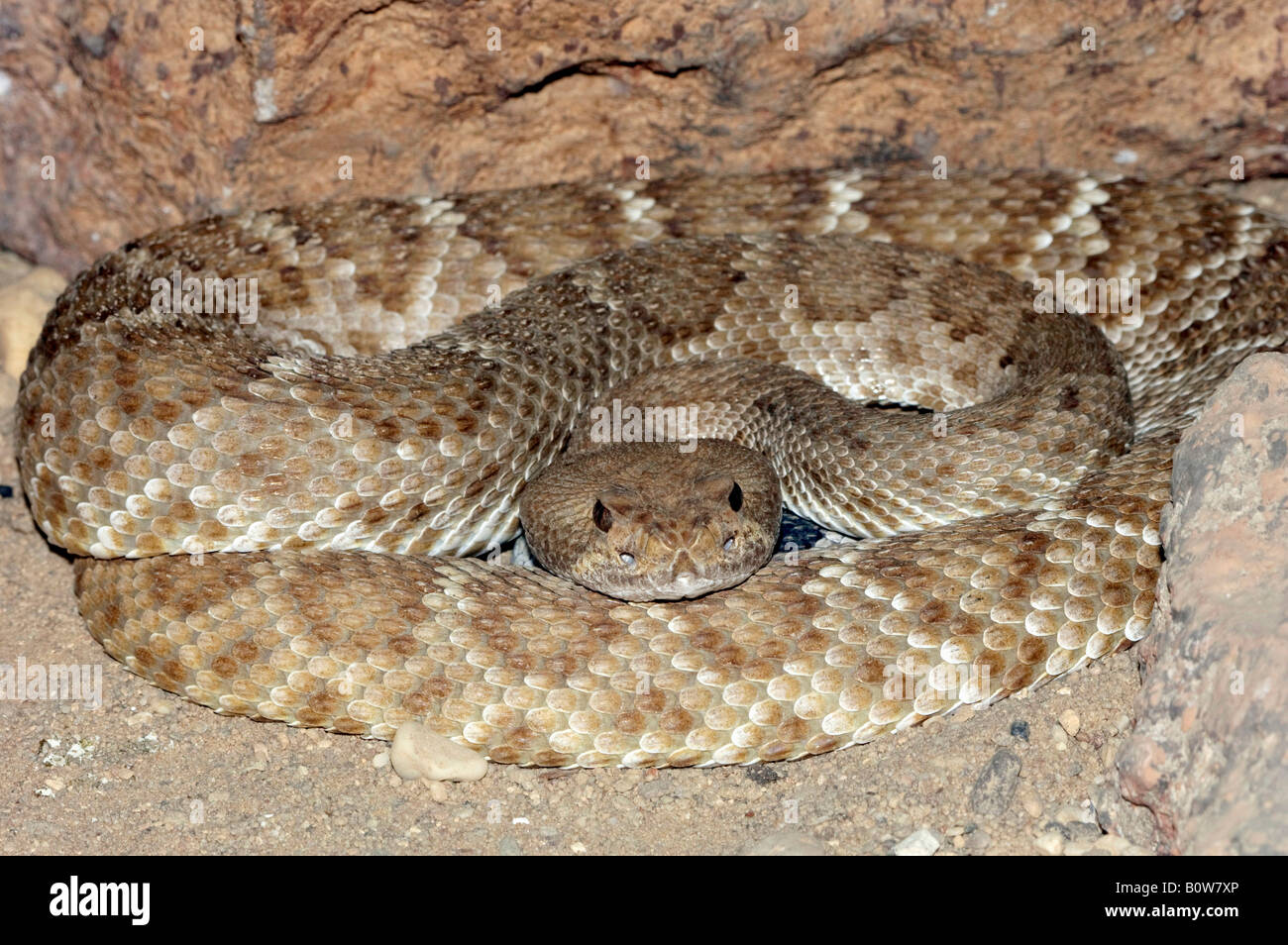 Red diamond rattlesnake hi-res stock photography and images - Alamy