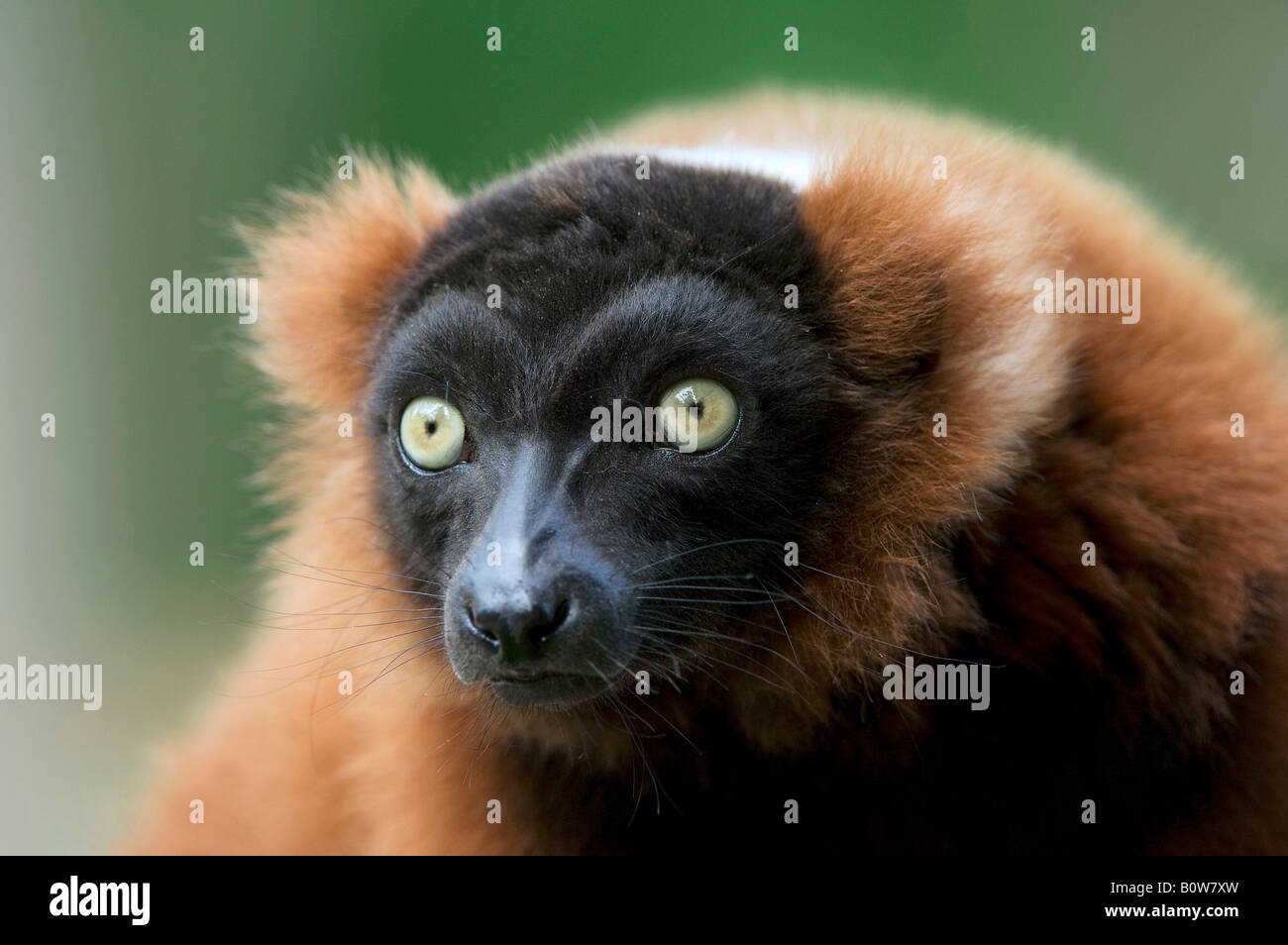 Red Ruffed Lemur (Varecia variegata rubra Stock Photo - Alamy