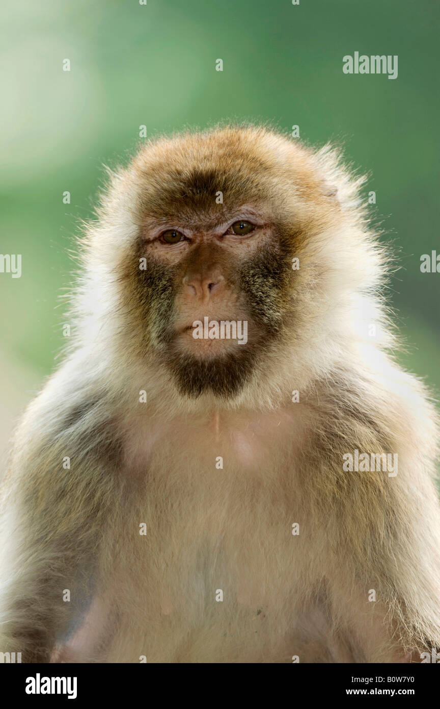 Barbary Monkey or Barbary Ape (Macaca sylvanus Stock Photo - Alamy