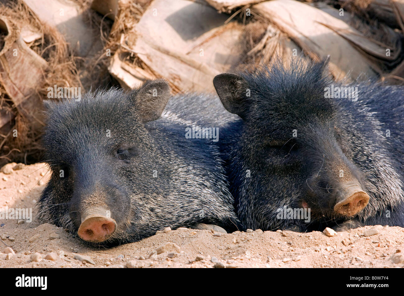 Collared Peccaries or Javelina (Tayassu tajacu Stock Photo - Alamy