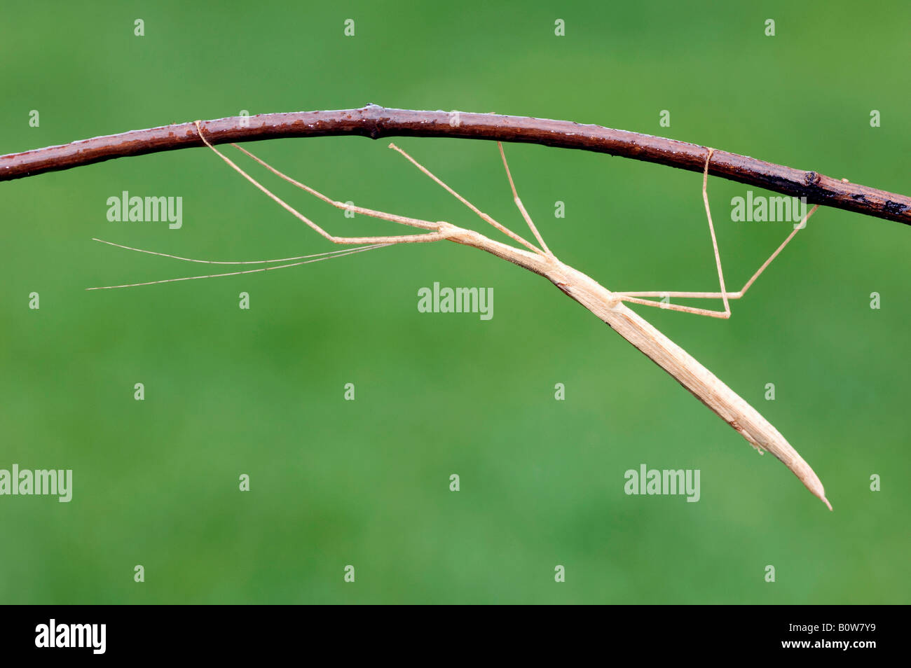 Pink Winged Stick Insect (Sipyloidea sipylus Stock Photo - Alamy