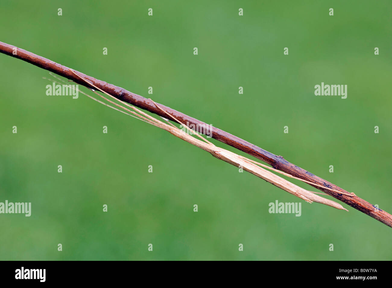 Pink Winged Stick Insect (Sipyloidea sipylus Stock Photo - Alamy