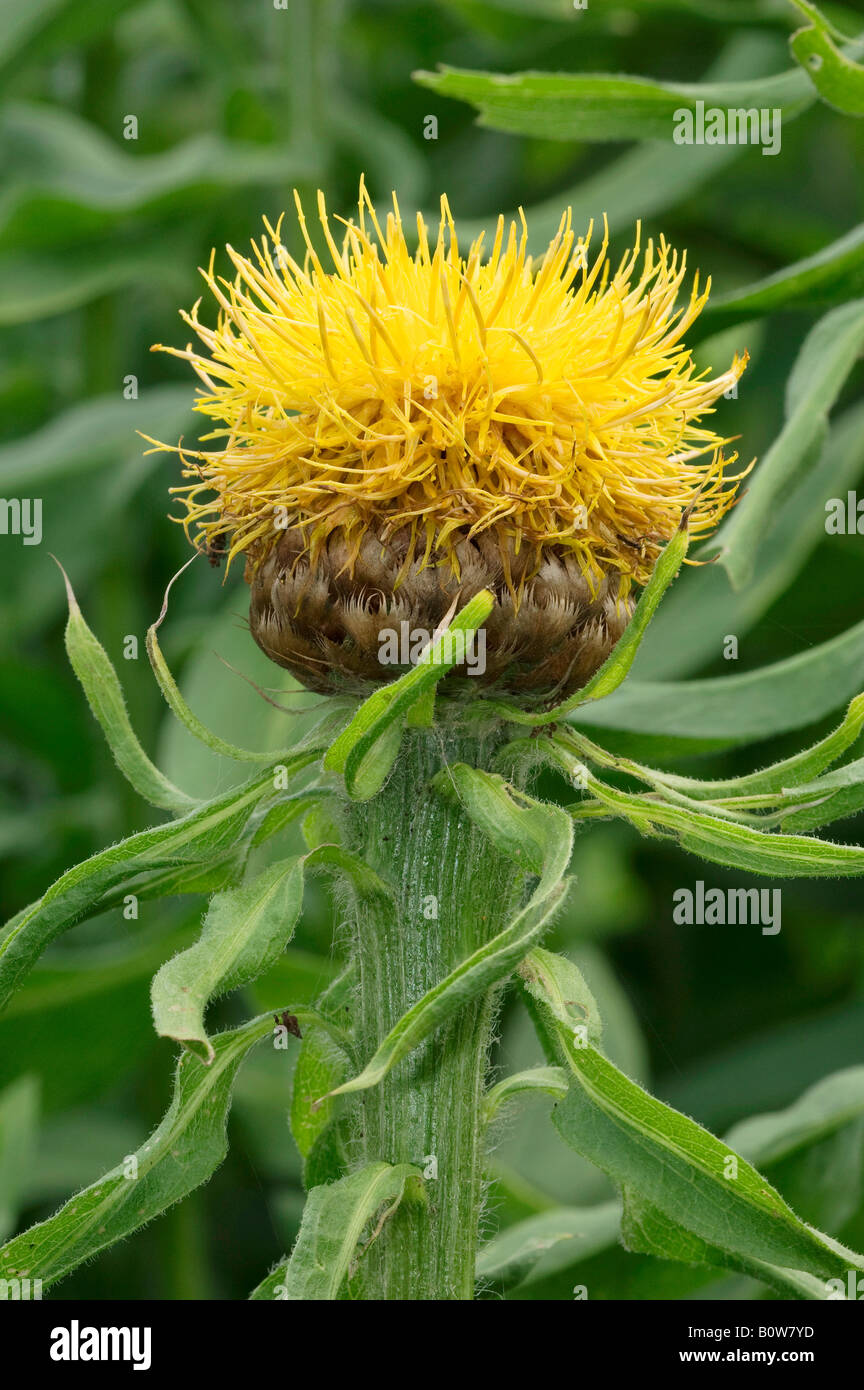 Bighead knapweed centaurea macrocephala great golden knapweed hi-res ...
