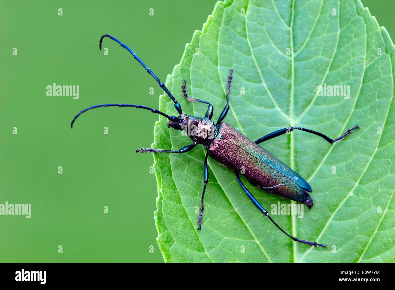 Musk Beetle (Aromia moschata Stock Photo - Alamy