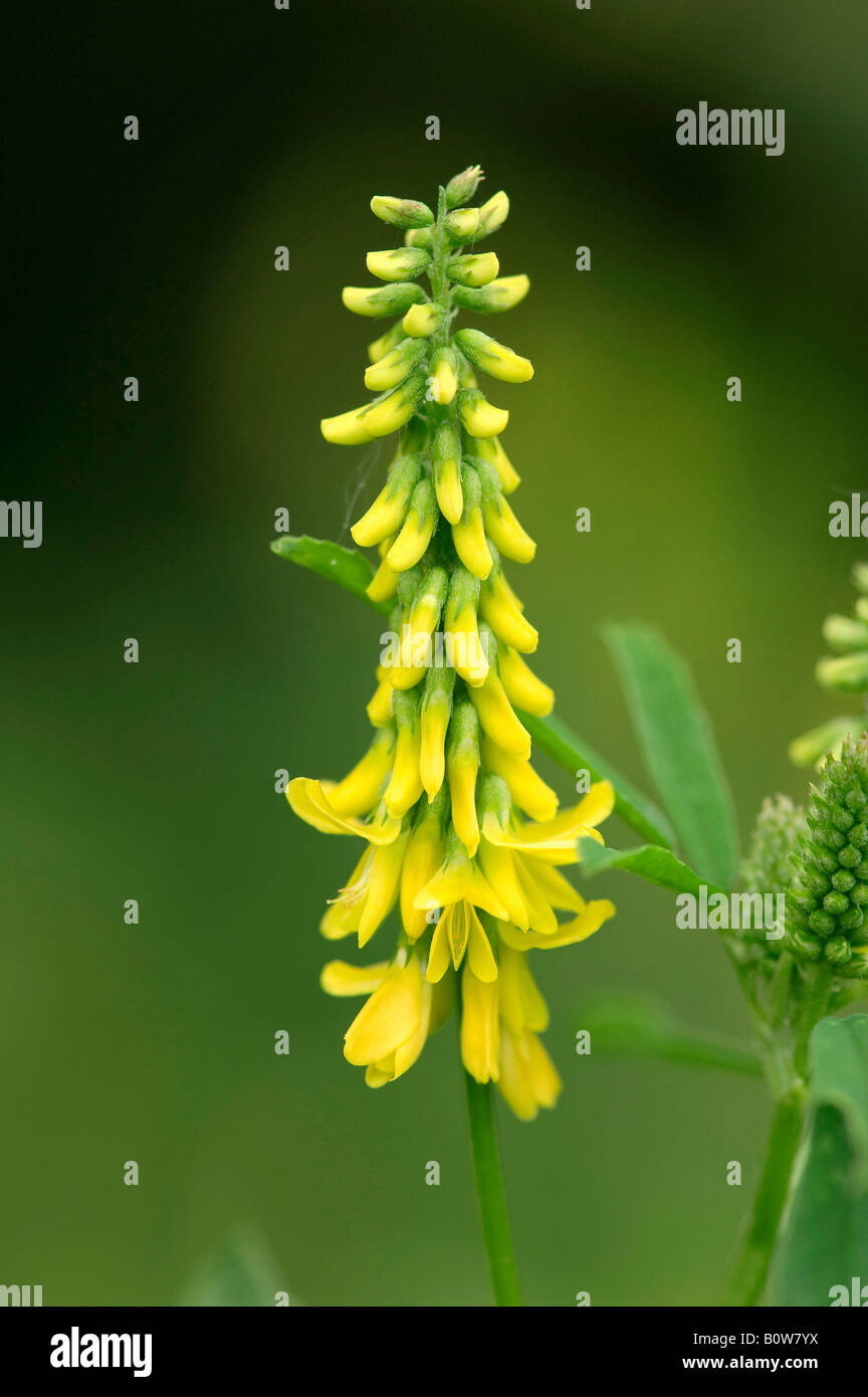 Yellow sweet clover hi-res stock photography and images - Alamy