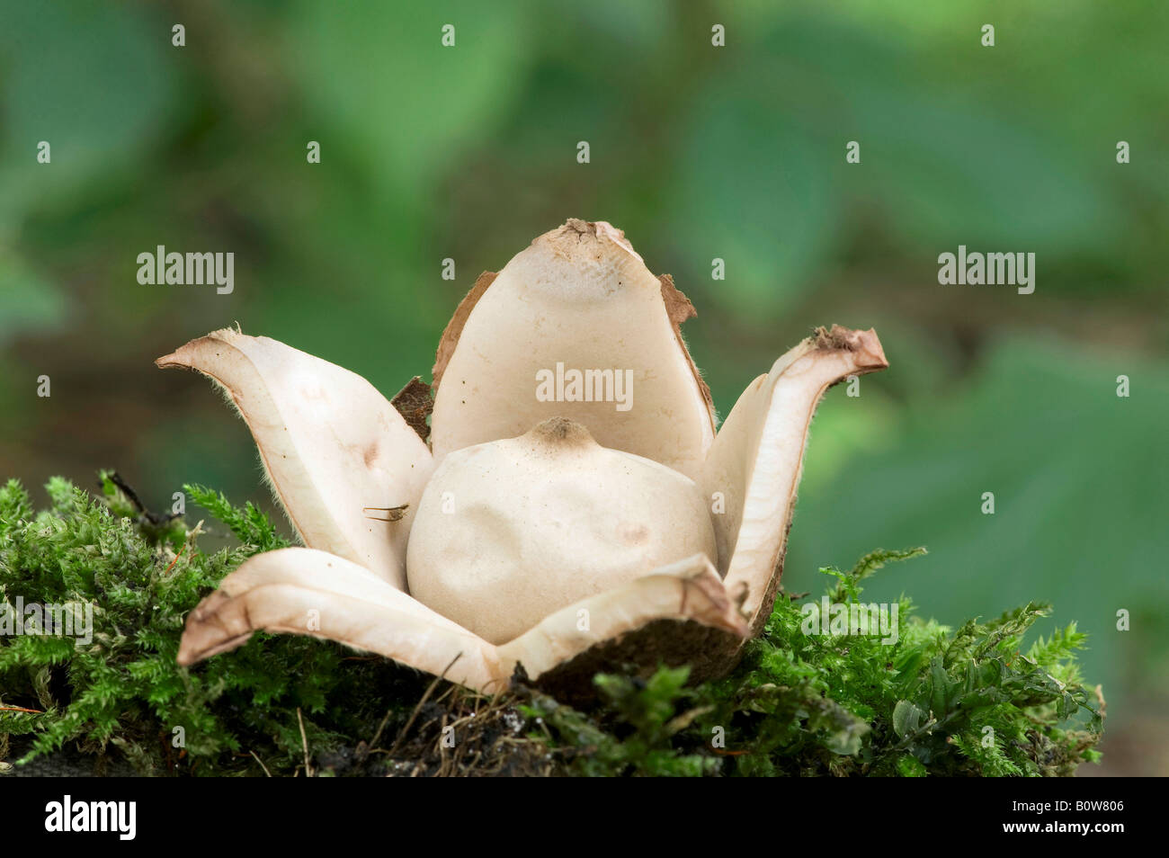 Collared Earthstar mushroom (Geastrum triplex Stock Photo - Alamy