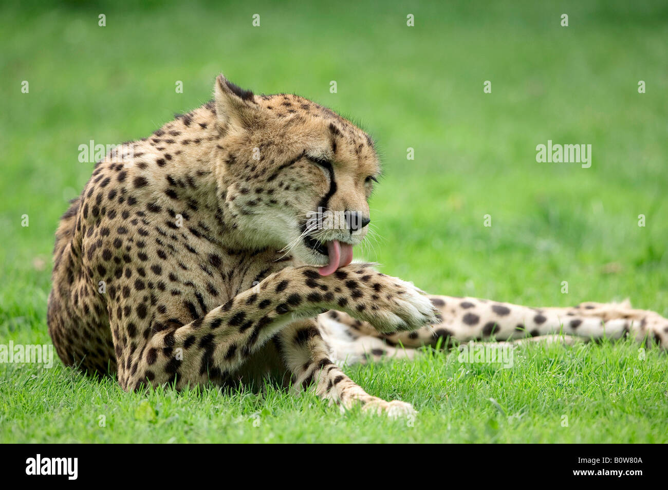 Cheetah (Acinonyx jubatus) licking its paw Stock Photo - Alamy