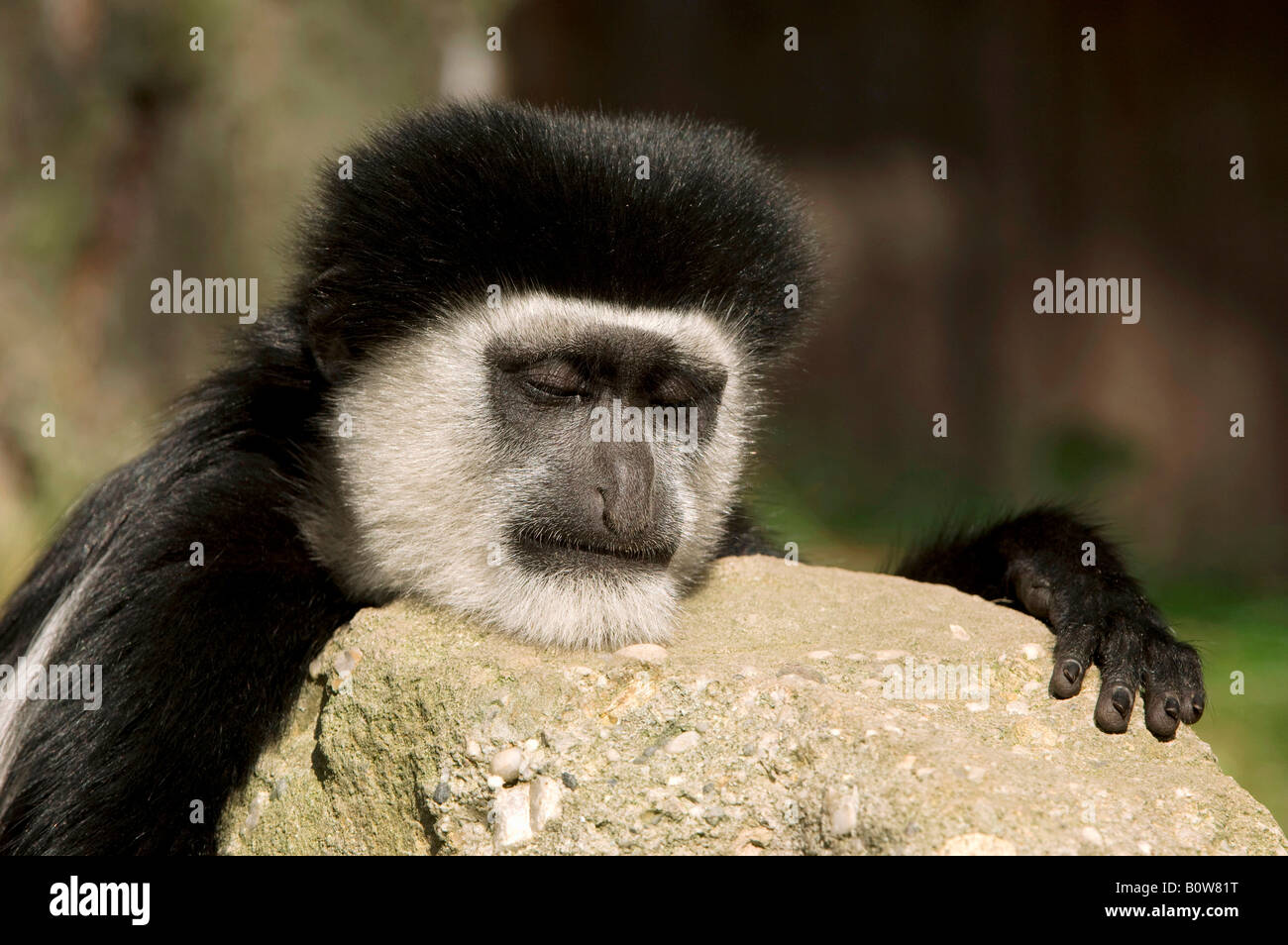 Eastern Black-and-white Colobus Monkey or Mantled Guereza (Colobus ... Eastern Black-and-white Colobus Monkey or Mantled Guereza (Colobus ...