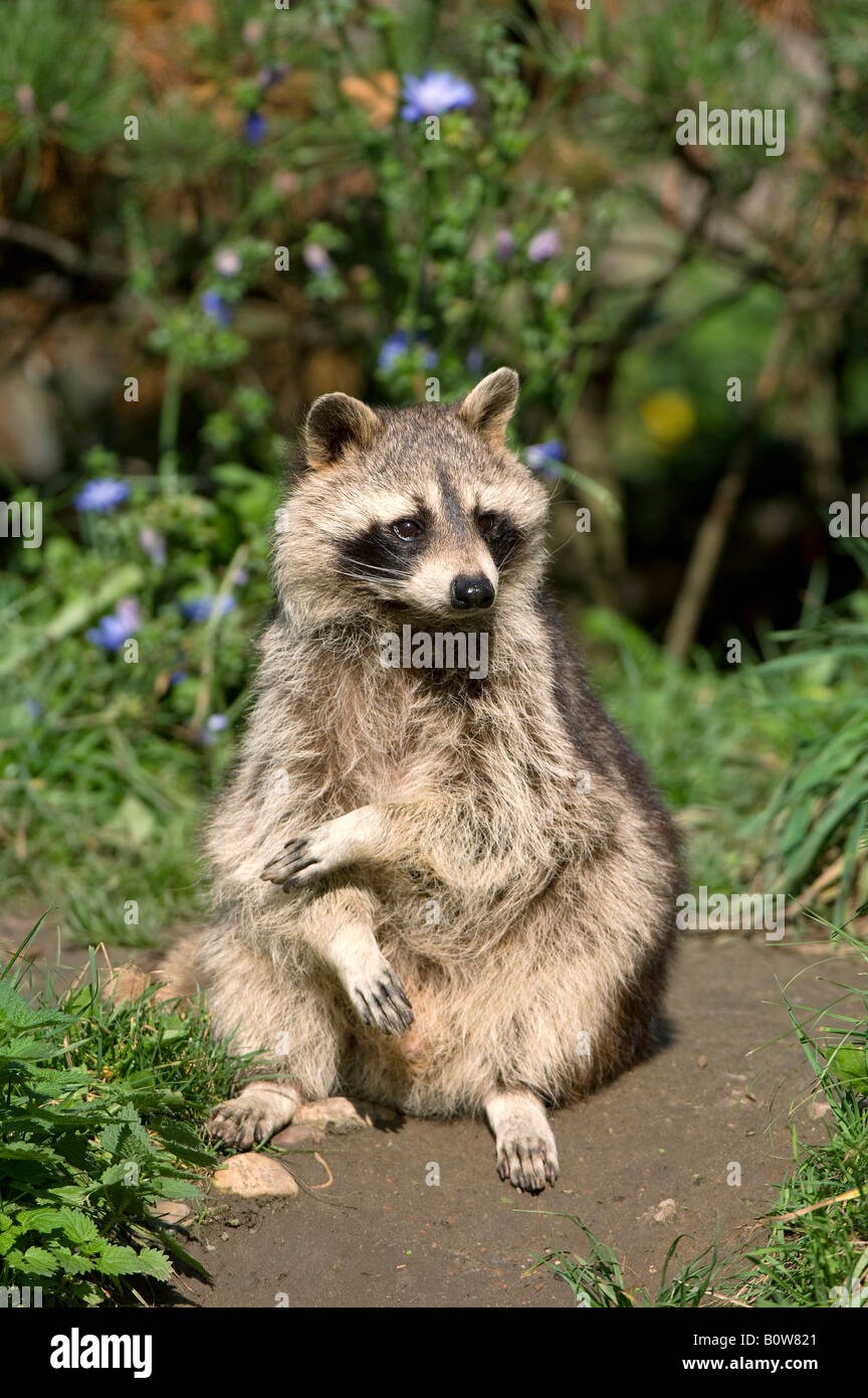 Raccoon (Procyon lotor Stock Photo - Alamy
