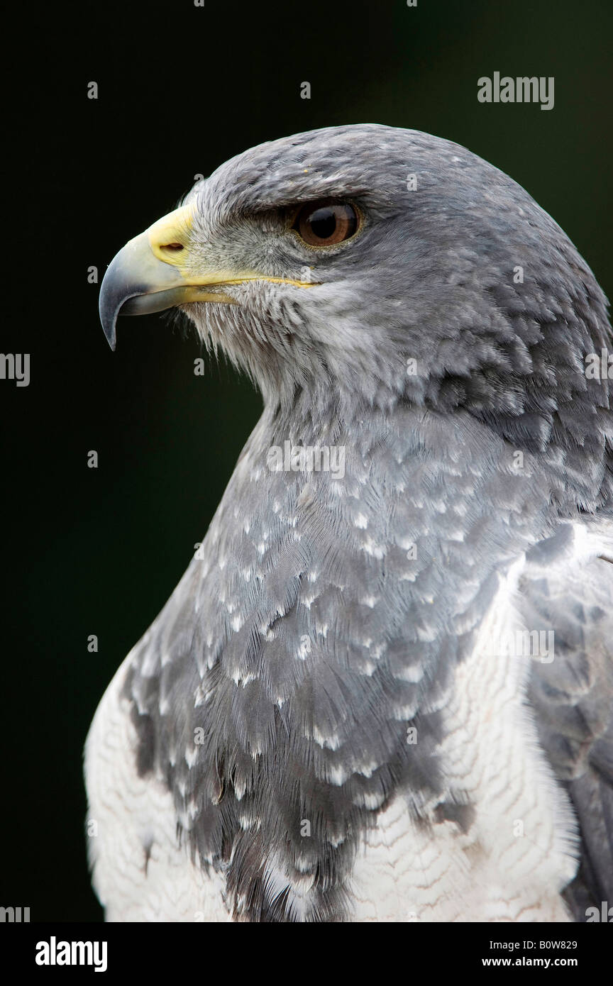 Grey buzzard eagle hi-res stock photography and images - Alamy