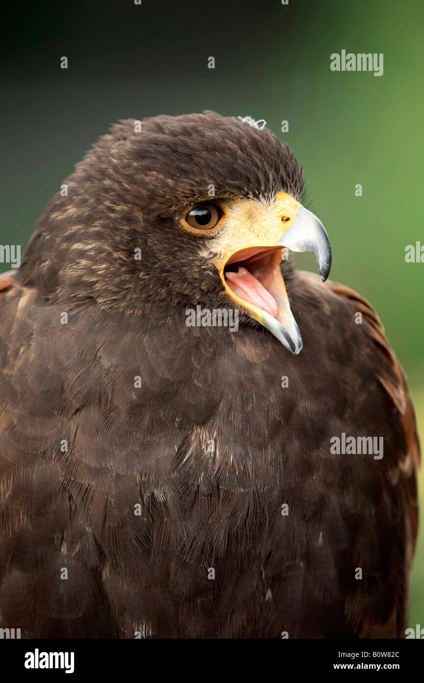 Harris Hawk or Bay-winged Hawk (Parabuteo unicinctus Stock Photo - Alamy