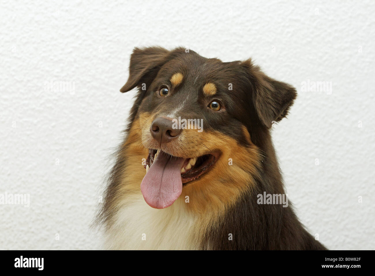 Australian Shepherd - portrait Stock Photo - Alamy