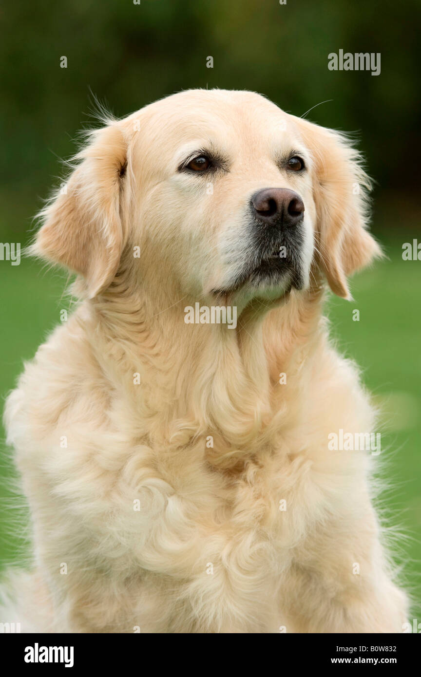 Golden retriever hi-res stock photography and images - Alamy