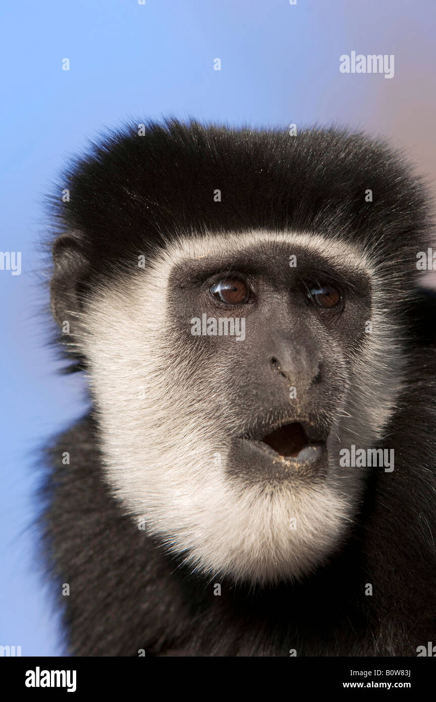 Mantled Guereza or Eastern Black-and-white Colobus Monkey (Colobus ... Mantled Guereza or Eastern Black-and-white Colobus Monkey (Colobus ...