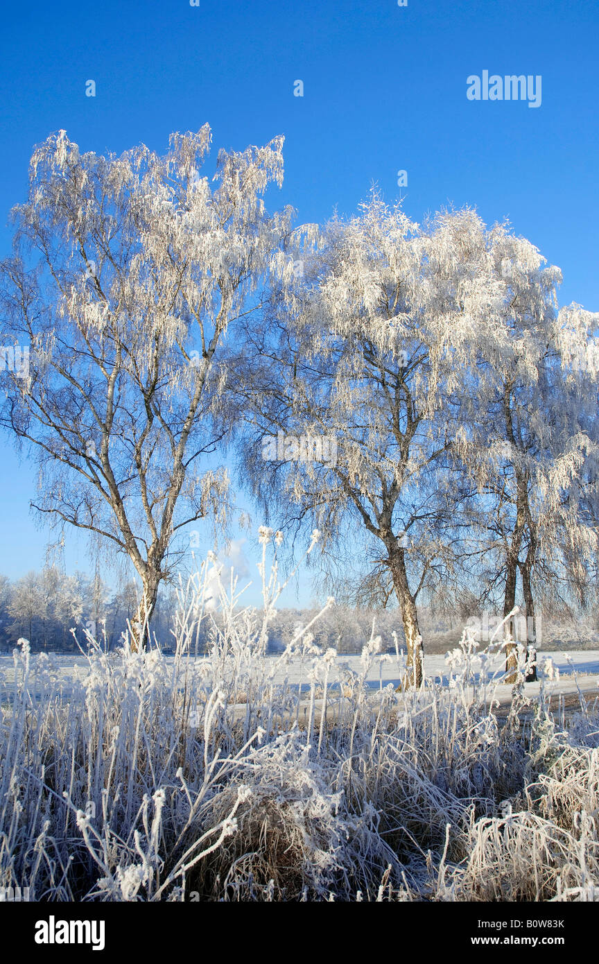 Silver Birch Trees Winter High Resolution Stock Photography and Images - Alamy