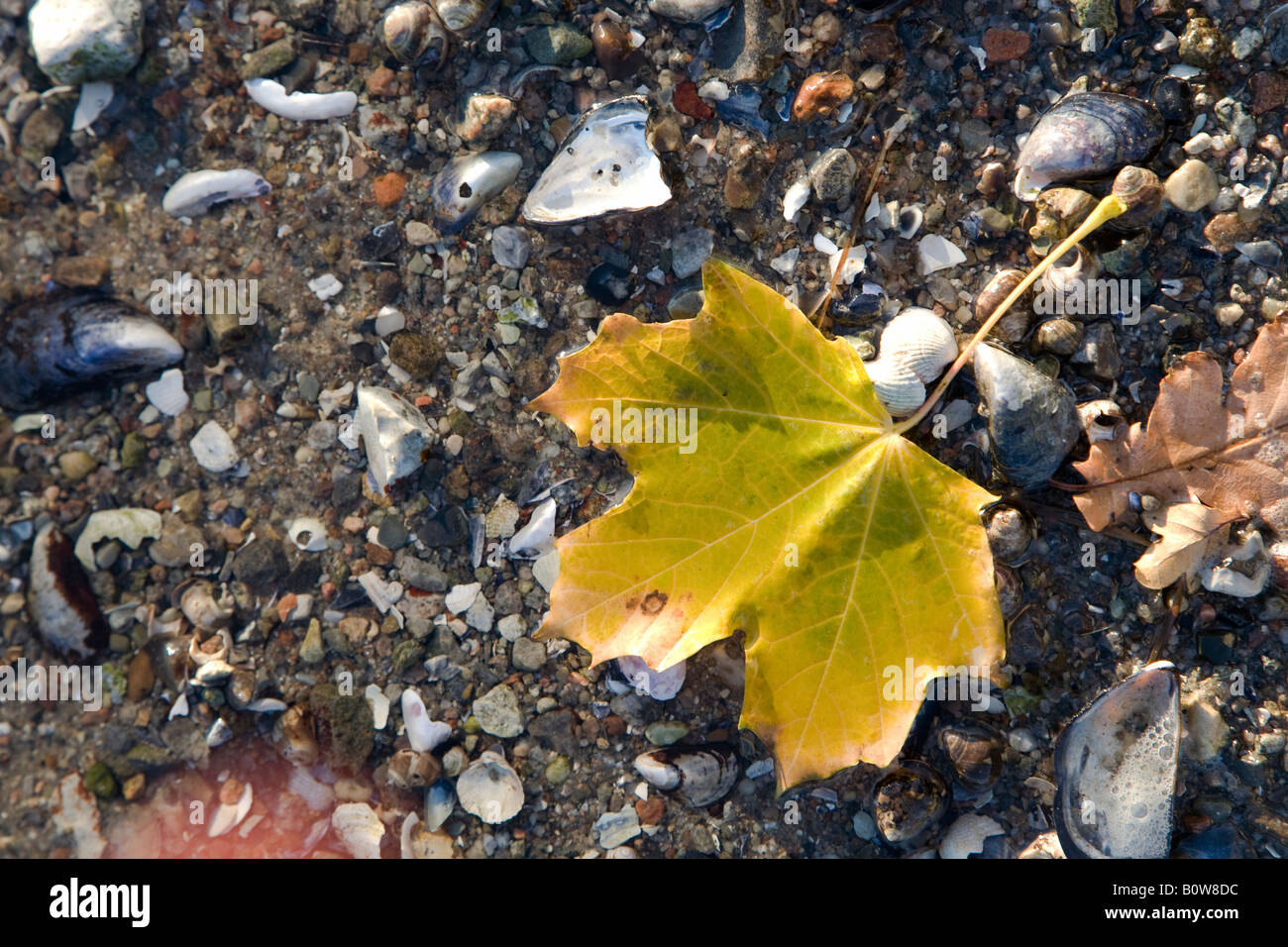 Laub am strand hi-res stock photography and images - Alamy