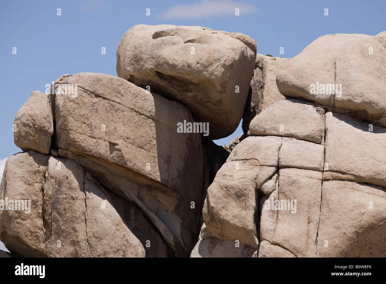 Pard hi-res stock photography and images - Alamy