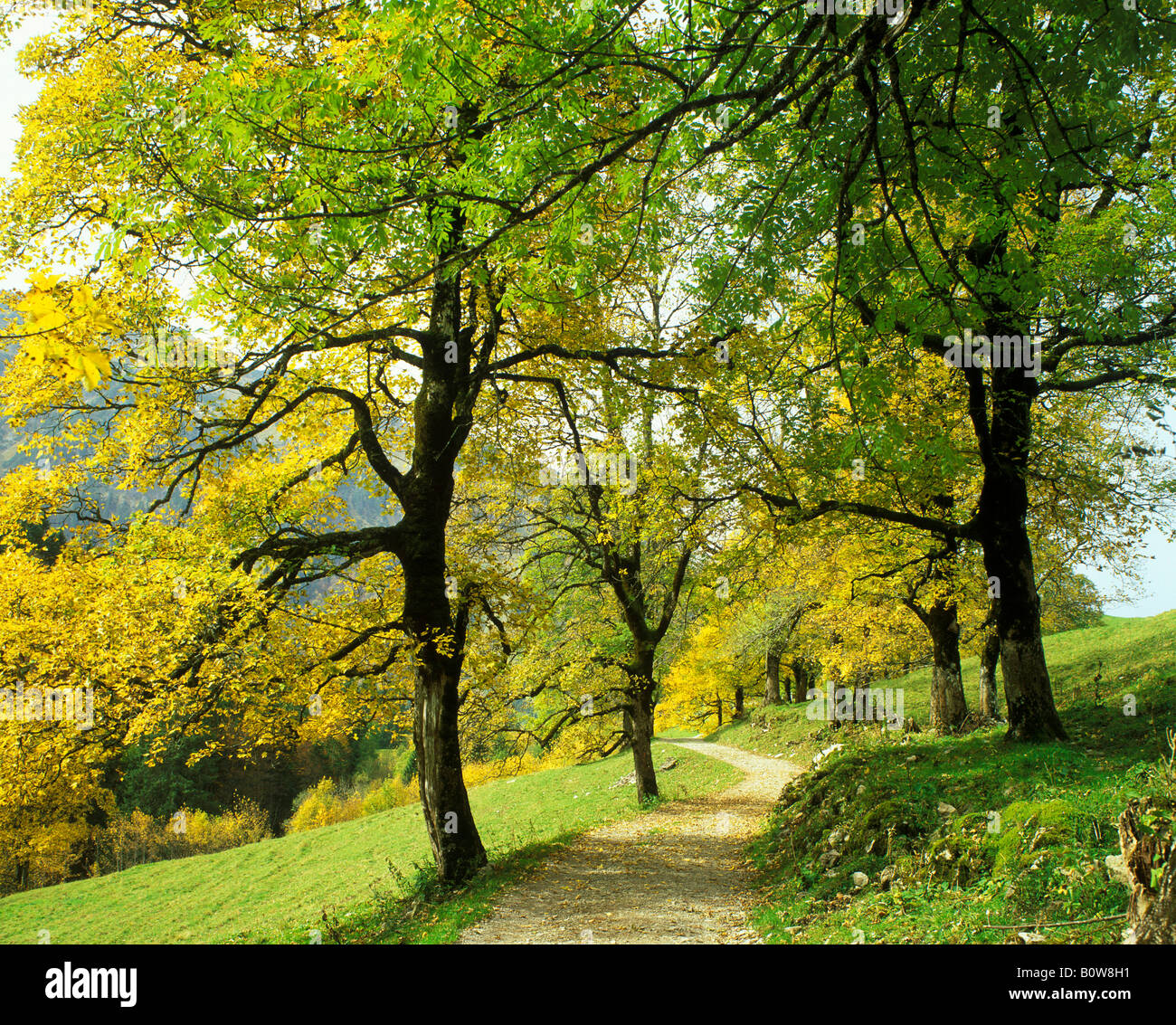 Deciduous trees, Gerstruben near Oberstdorf, Bavarian Swabia, Bavaria ...