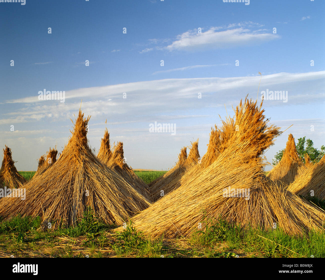 Drying reeds hi-res stock photography and images - Alamy