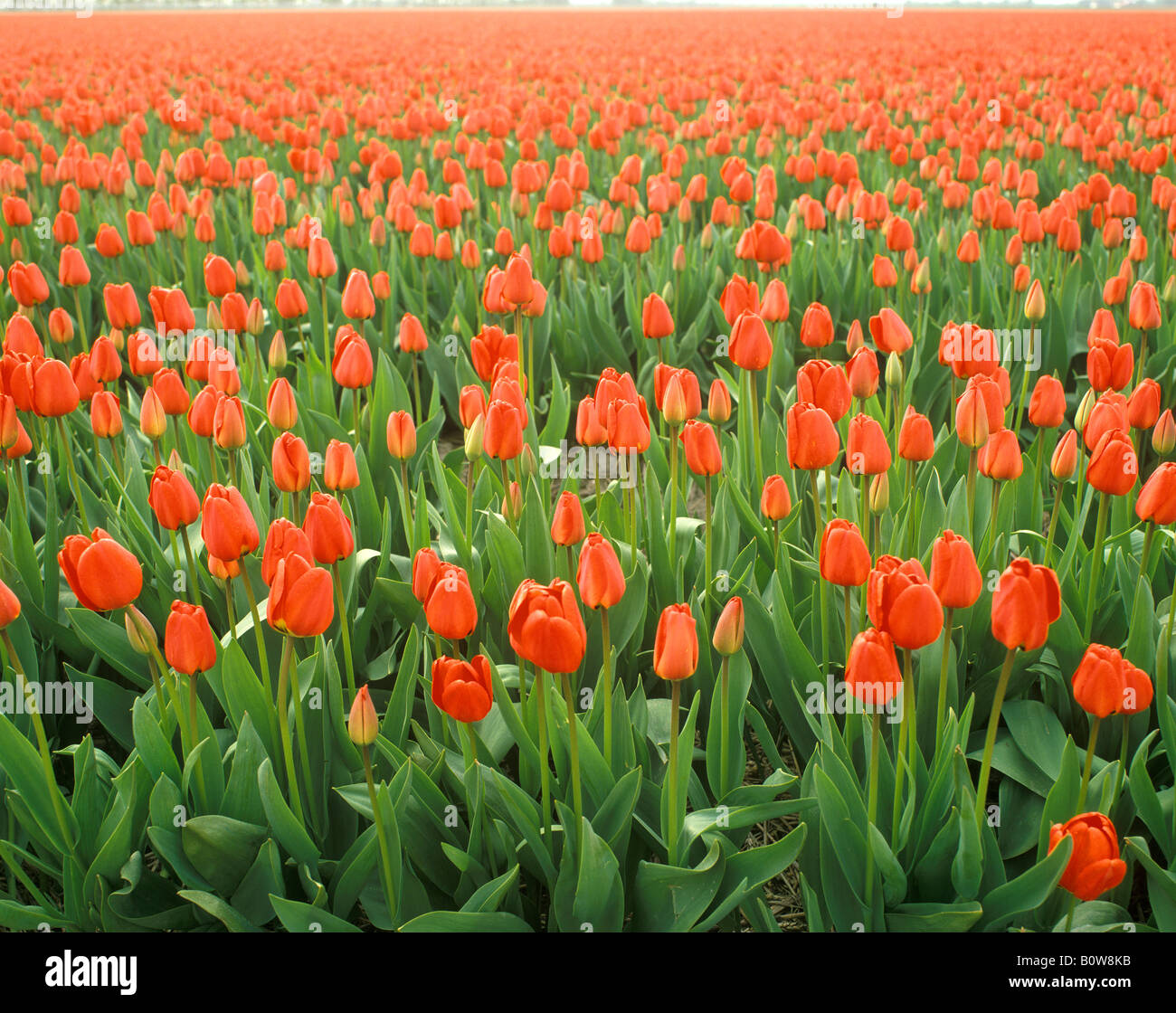 Tulip Nursery High Resolution Stock Photography and Images - Alamy