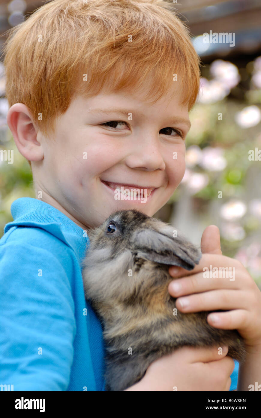 Little boy holding a European Rabbit (Oryctolagus cuniculus Stock Photo ...