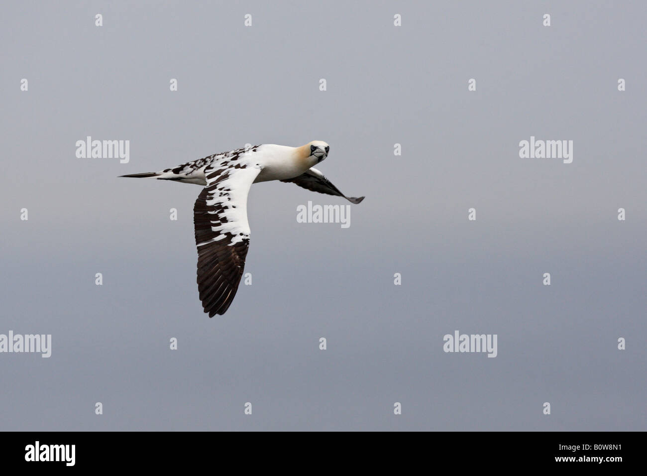 Northern Gannet Morus bassanus in flight at Bempton cliffs RSPB reserve ...