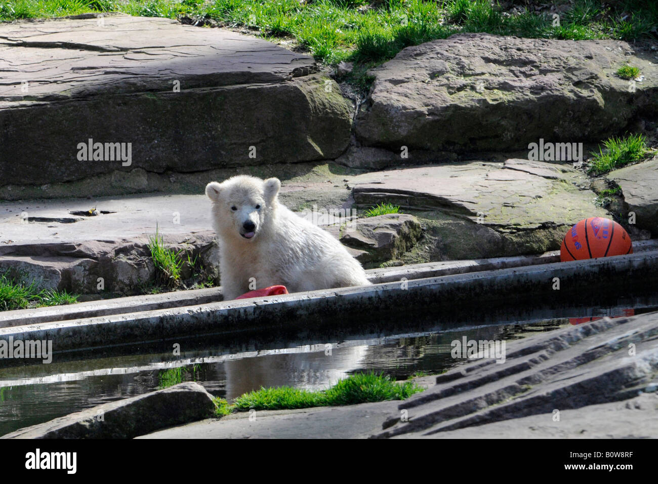 Nuremberg zoo polar bear hi-res stock photography and images - Alamy