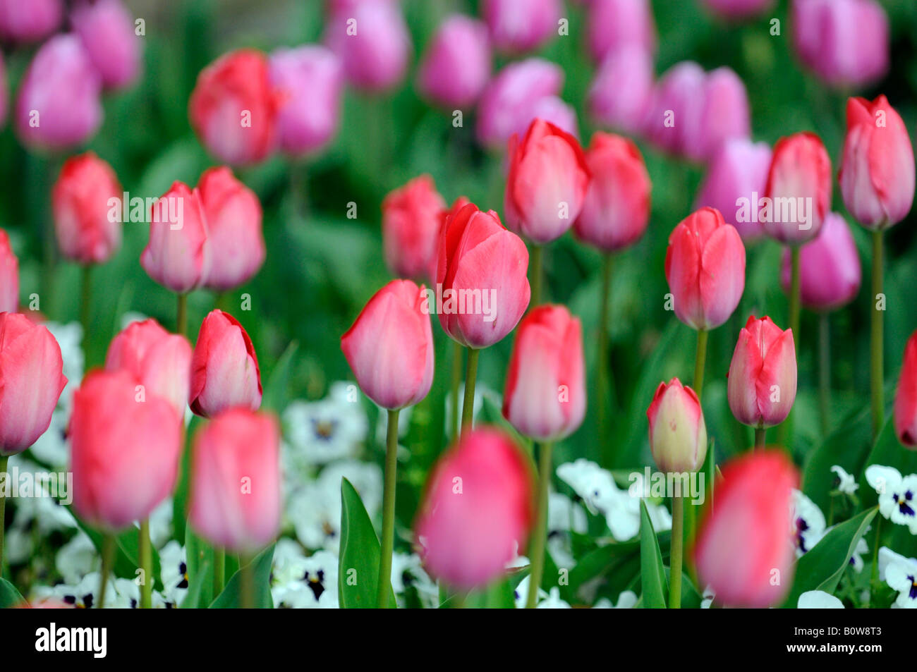 Tulip field, tulips (Tulipa), Botanical Garden, Baden-Wuerttemberg ...
