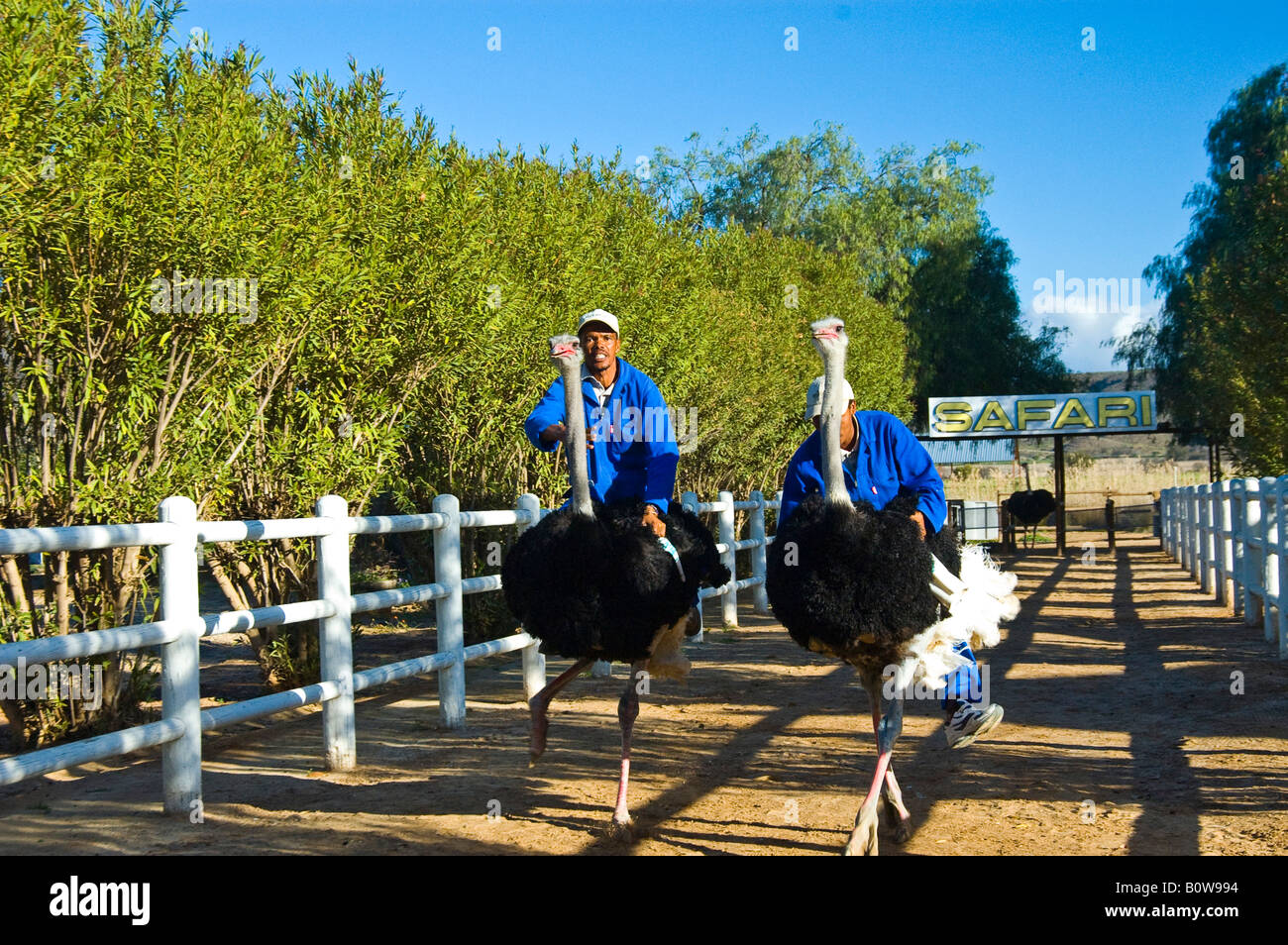 Ostrich race at an ostrich farm (Struthio camelus), South Africa Stock ...