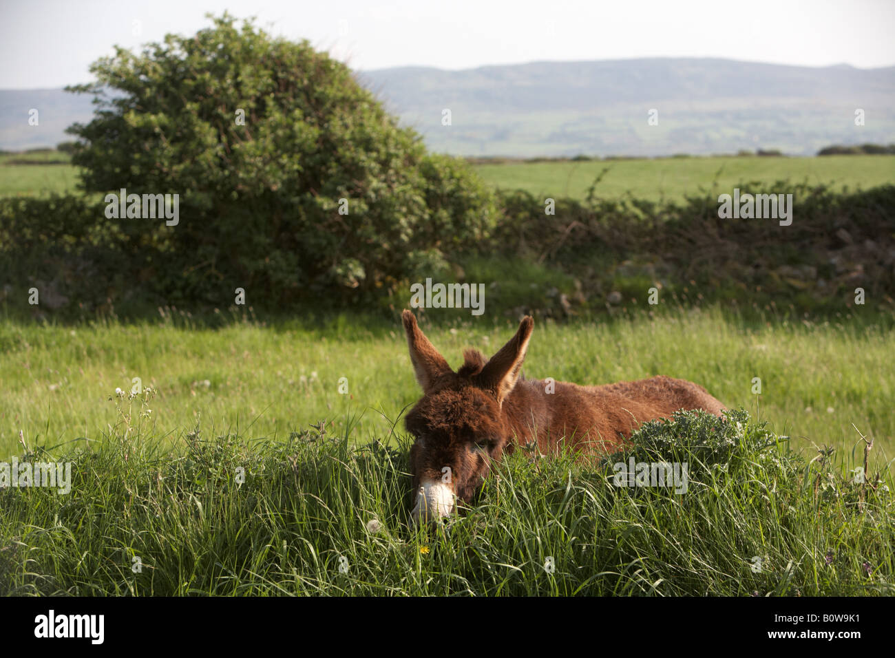 Irish donkey hi-res stock photography and images - Alamy