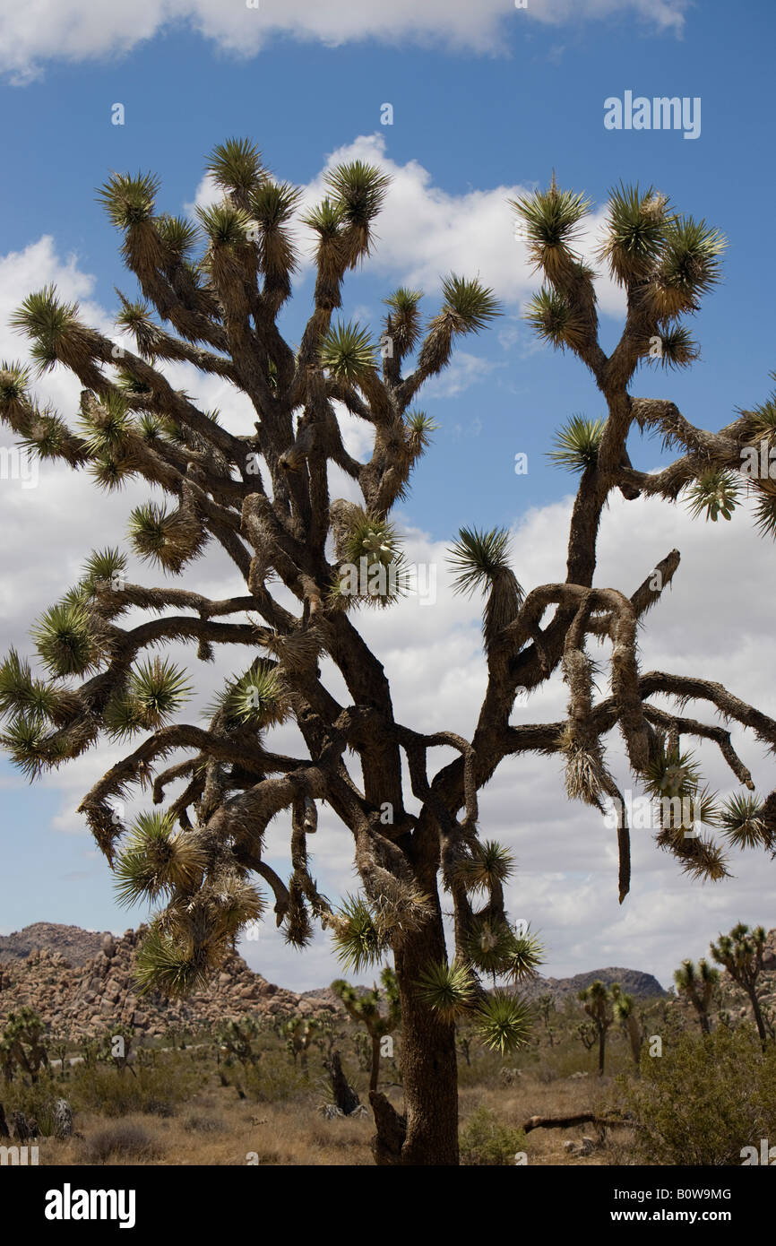 Joshua Tree Clouds Blue Sky Desert National Park Mountains Scenic Palm ...