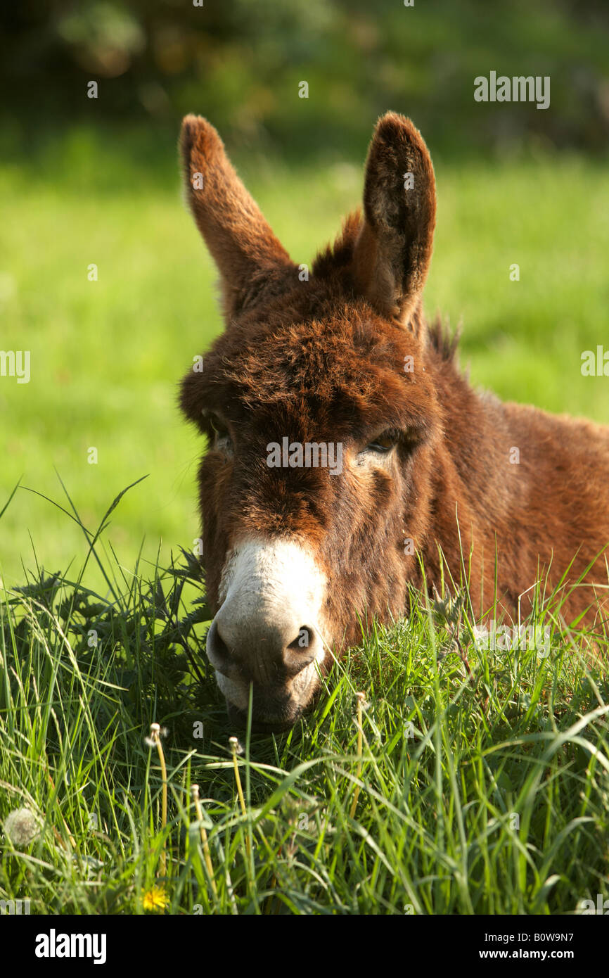 Donkey nose hi-res stock photography and images - Alamy