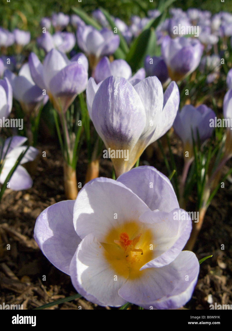 Purple crocus yellow centre hi-res stock photography and images - Alamy