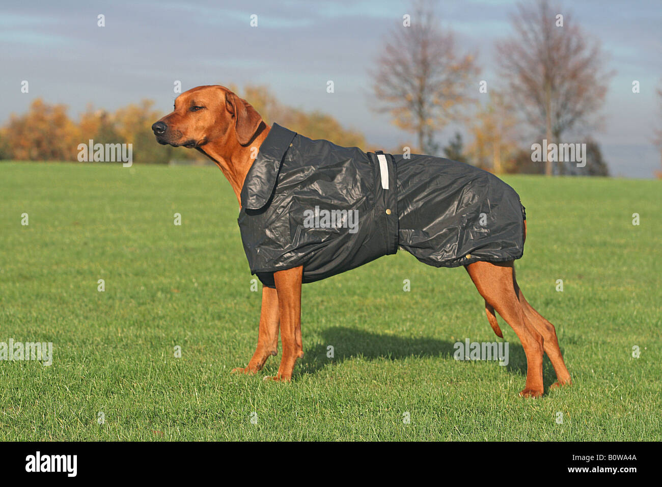 Rhodesian Ridgeback with coat - standing on meadow Stock Photo - Alamy