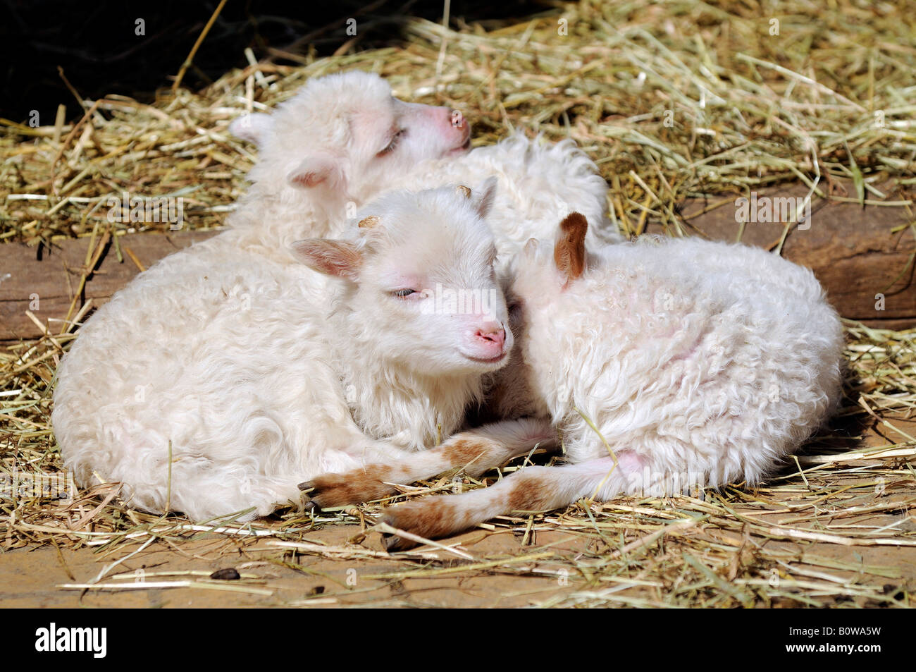 East Prussian Skudde sheep breed, lambs (Ovis aries Stock Photo - Alamy