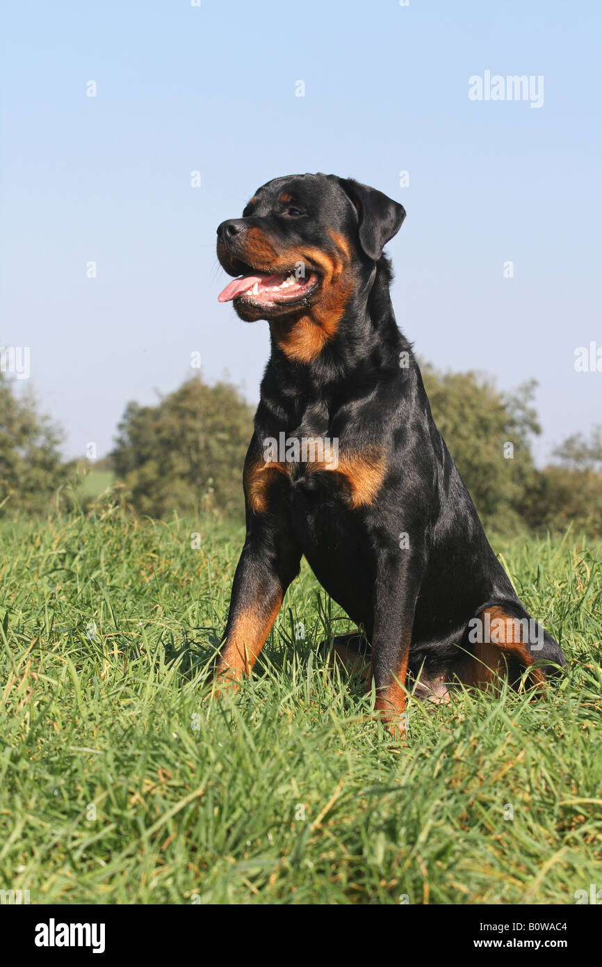 Rottweiler - sitting on meadow Stock Photo - Alamy
