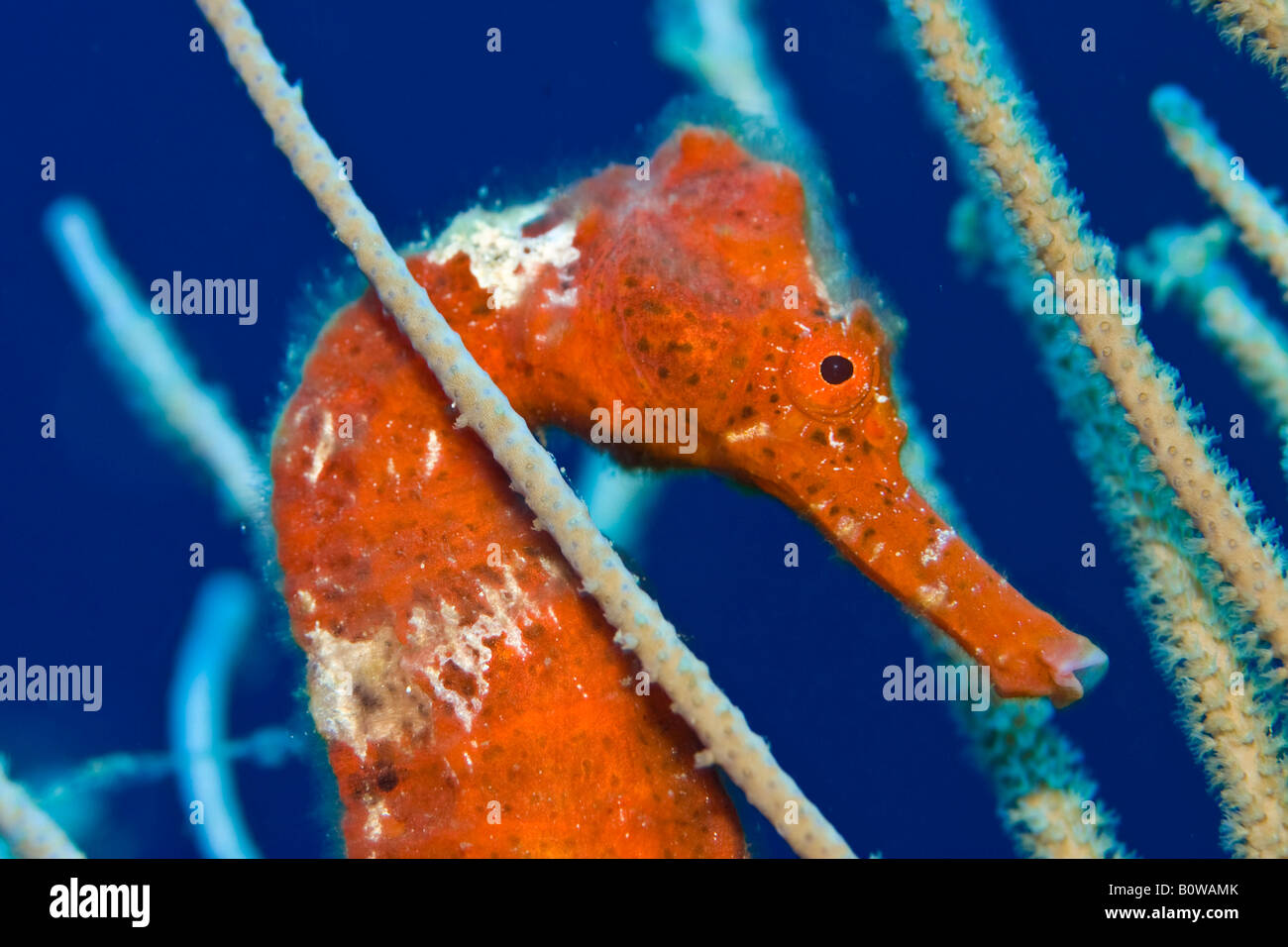 Red Longsnout Seahorse or Slender Seahorse (Hippocampus reidi) hiding ...