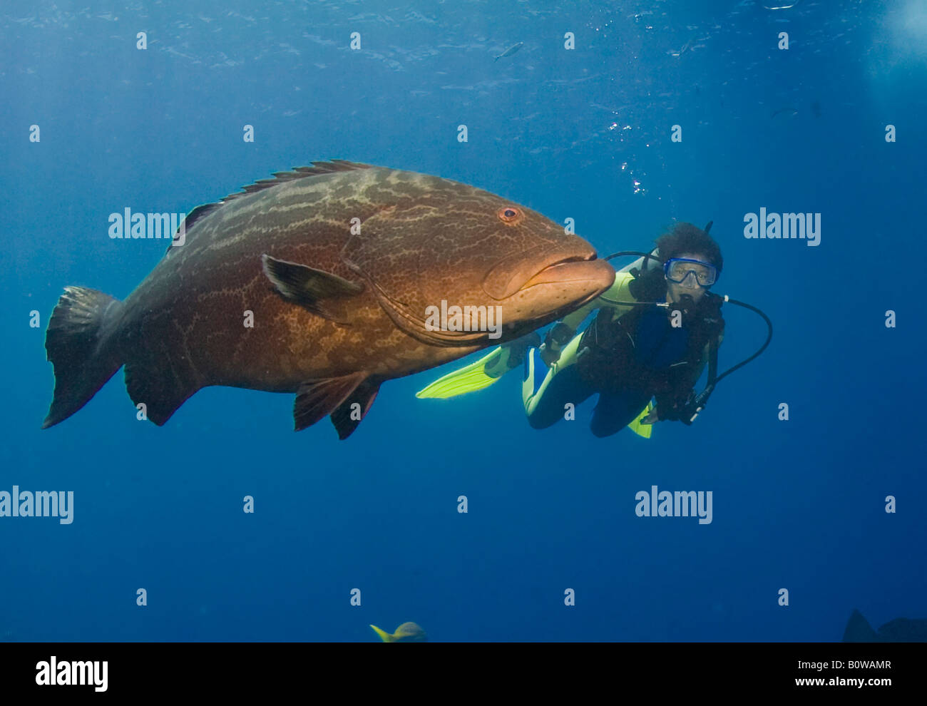 Scuba diver and Black Grouper (Mycteroperca bonaci), Roatan, Honduras ...