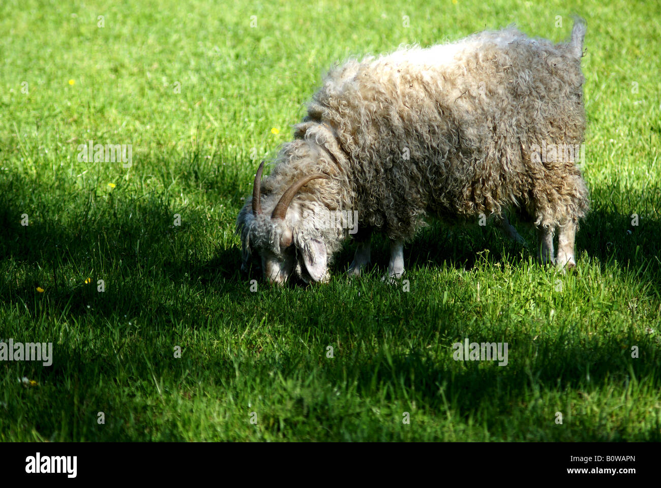 Shaggy goat hair hi-res stock photography and images - Alamy