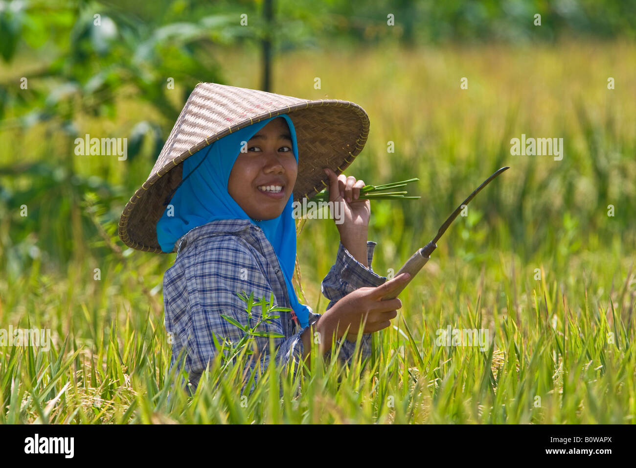 Rice farmer, female, harvesting rice, holding a knife, Lombok Island ...