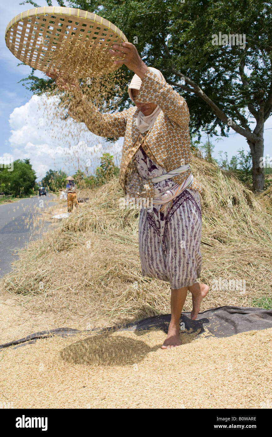 Pouring rice hulls hi-res stock photography and images - Alamy