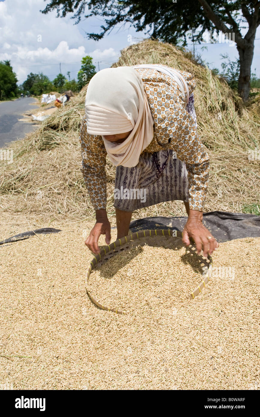 Woman filling rice into a sieve, so as to separate the rice from its ...