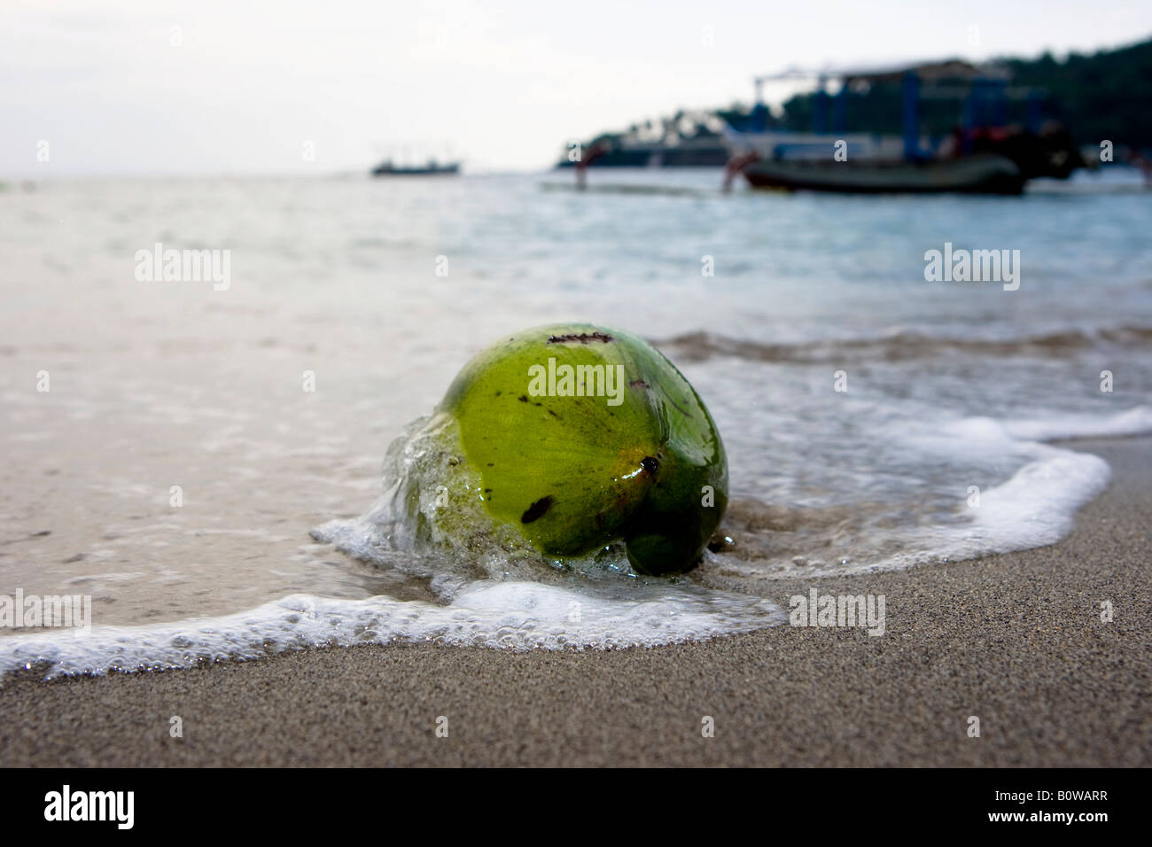 Coconut washed ashore, Lombok Island, Lesser Sunda Islands, Indonesia ...
