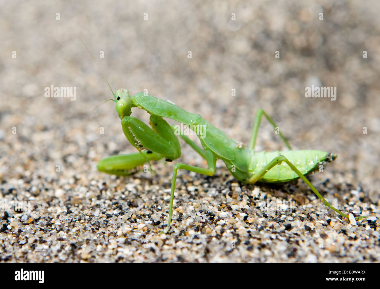 Praying Mantis (Mantis religiosa) on beach sand, Lombok Island, Lesser ...