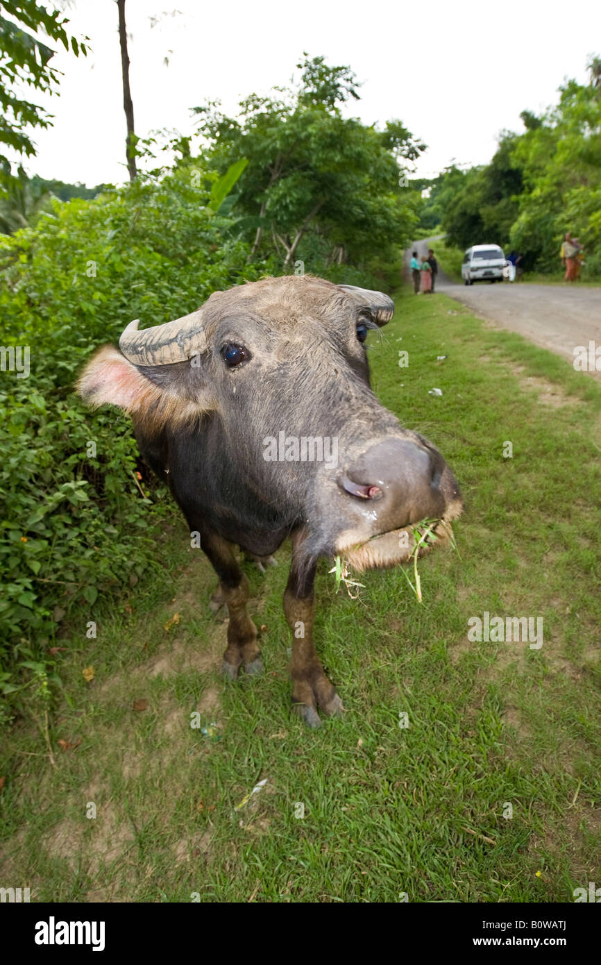 Water buffalo herded along a road, Lombok Island, Lesser Sunda Islands ...
