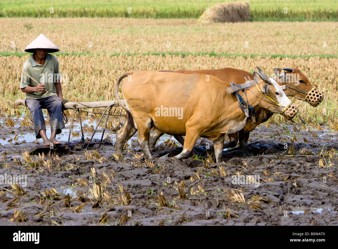 Buffalos plowing hi-res stock photography and images - Alamy
