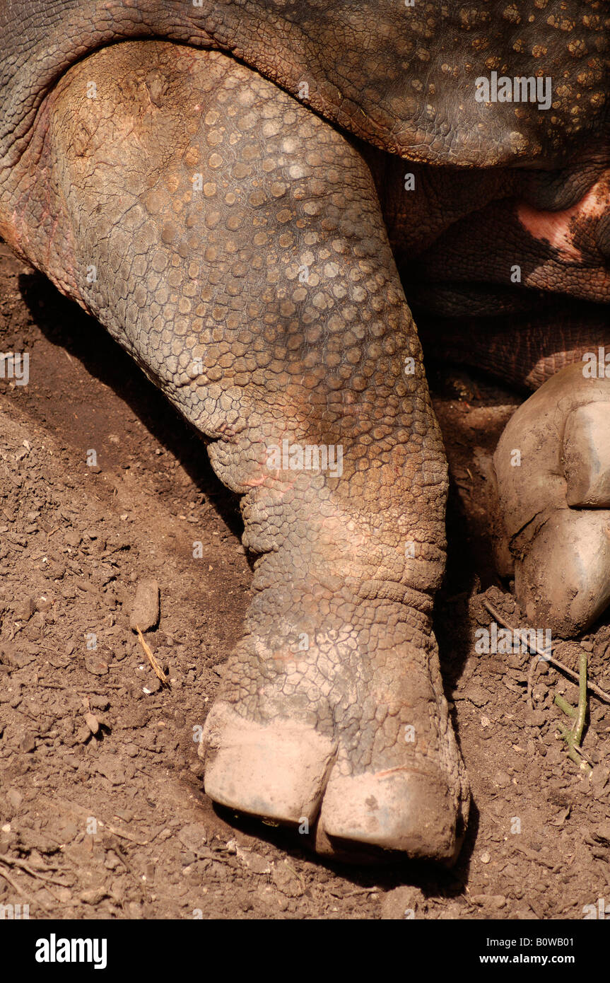 Indian rhino foot hi-res stock photography and images - Alamy