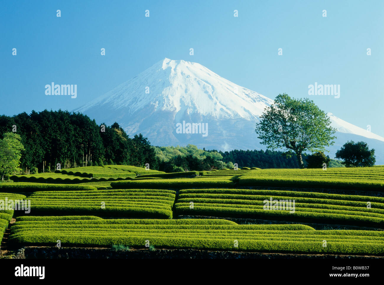 Tea plantation japan fuji hi-res stock photography and images - Alamy
